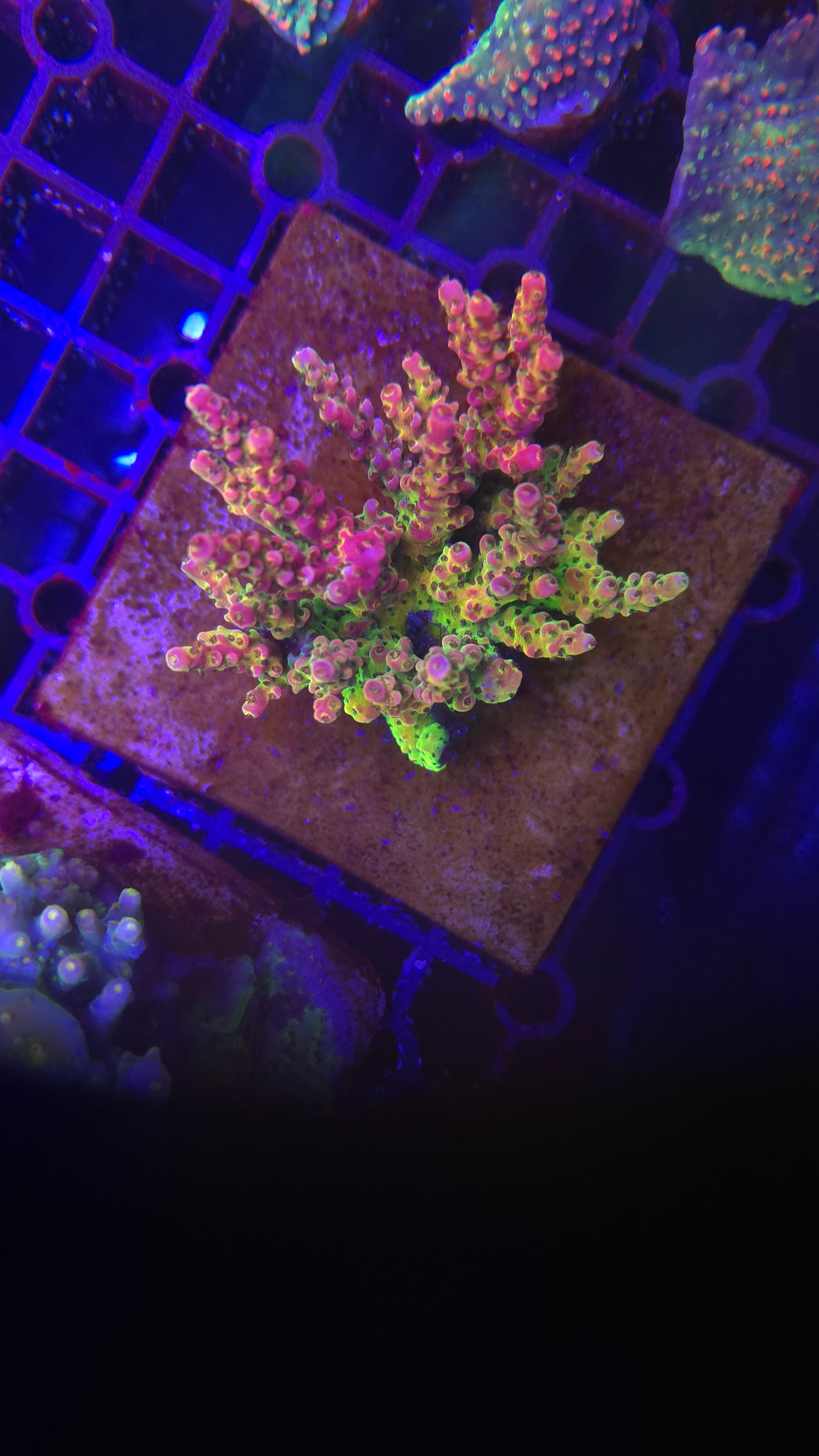 SPS Coral Collection - Small Polyp Stony Corals | ReefGro