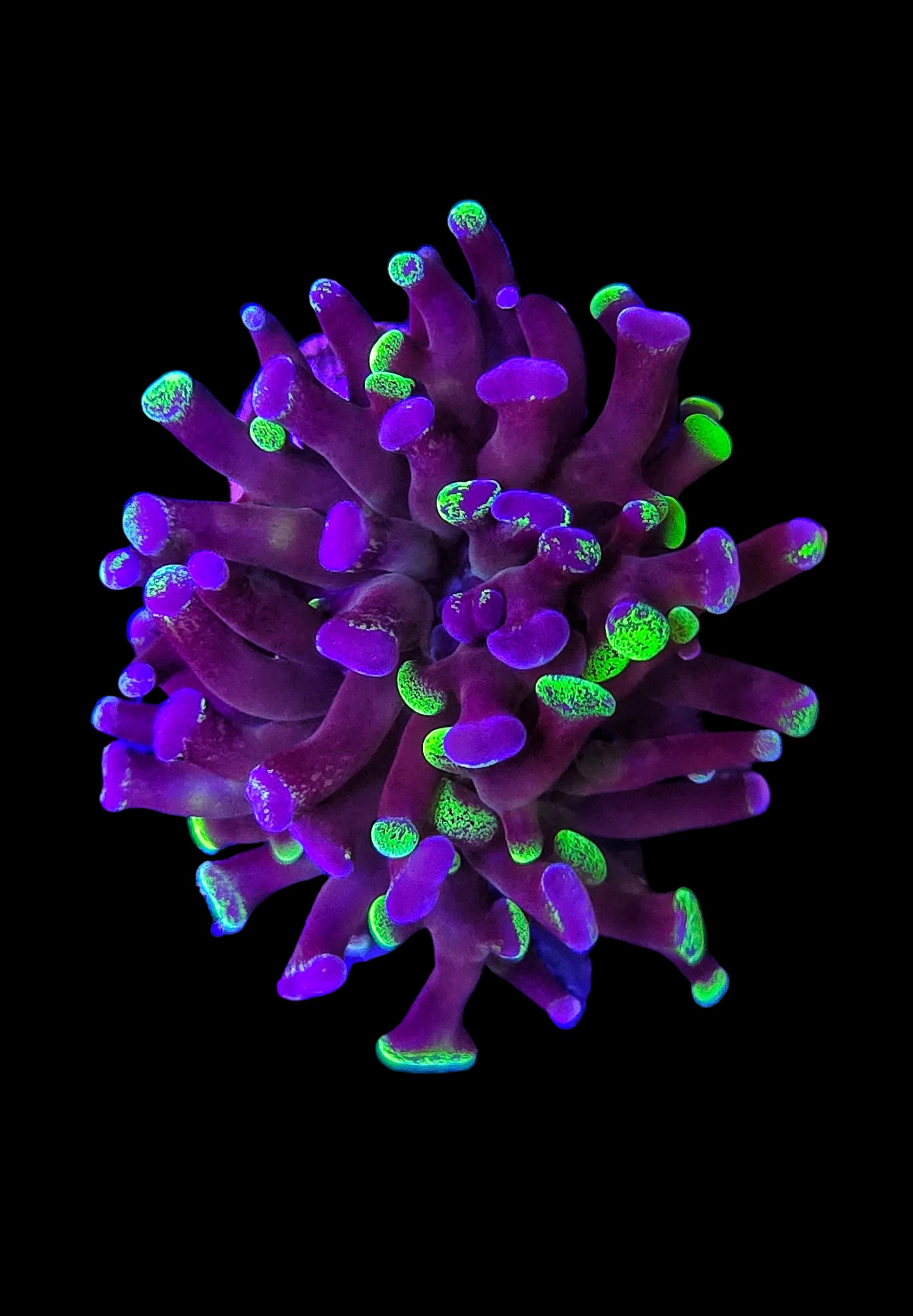Tri Marble Toxic Green & Purple Hammer | Euphyllia LPS – ReefGro