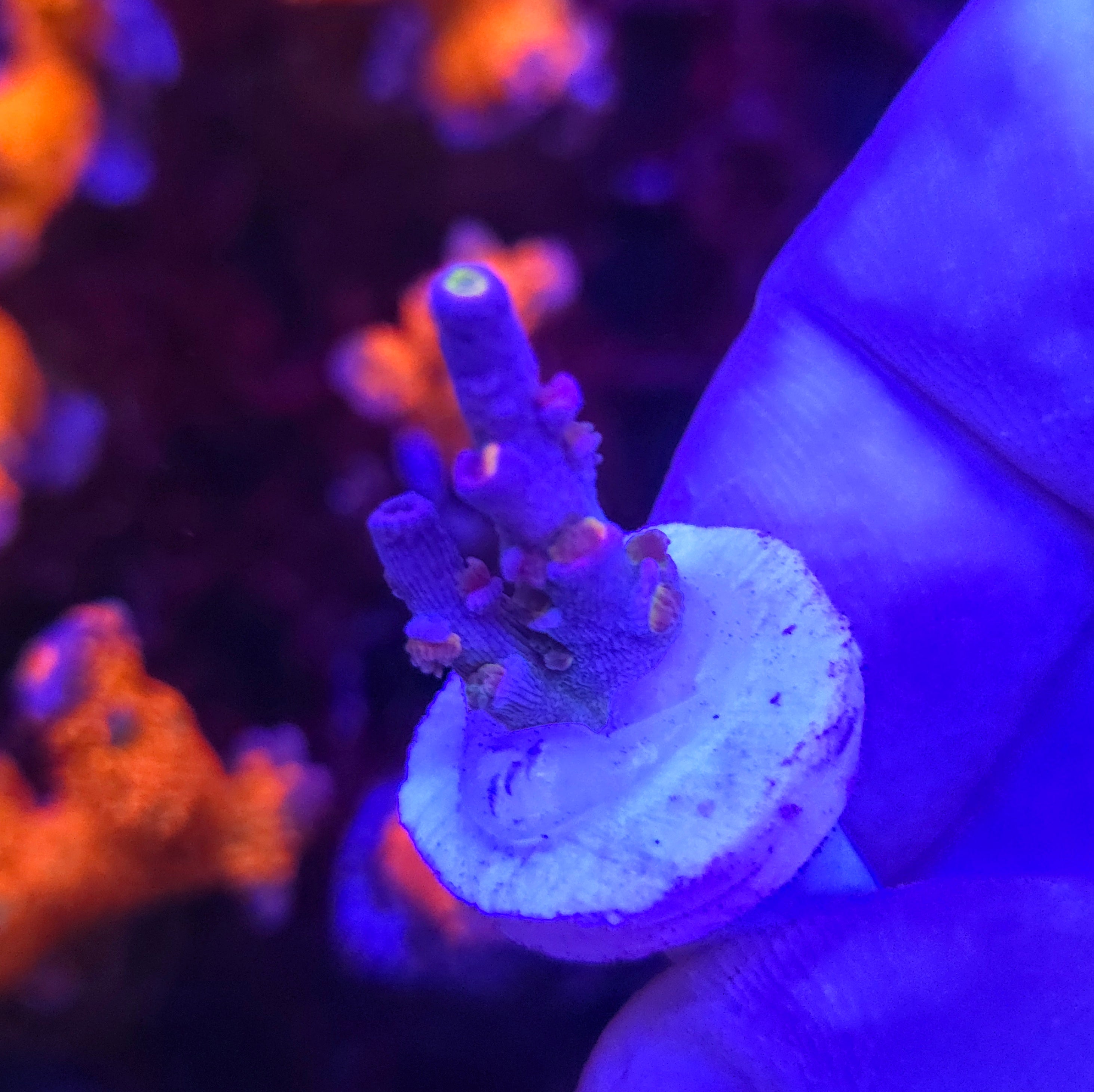 Rainbow Tenuis Acropora SPS Frag | Intense Multi-Colour – ReefGro